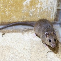 Rat Prevention | How to Keep Rats Away Effectively