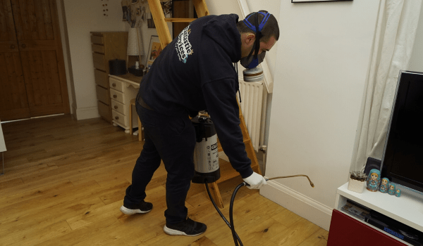 Ant Pest Control and Removal | Ant Exterminator London